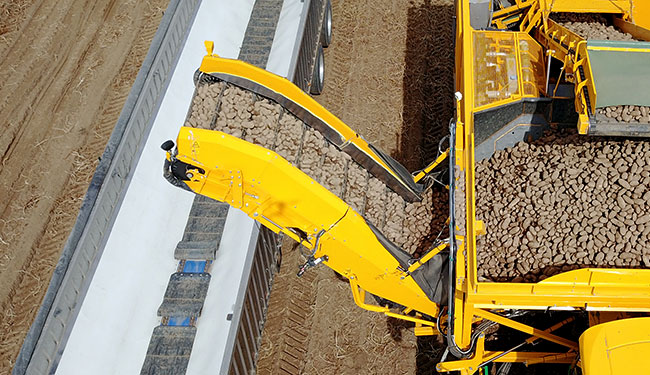Potato Harvesting - Oxbo International