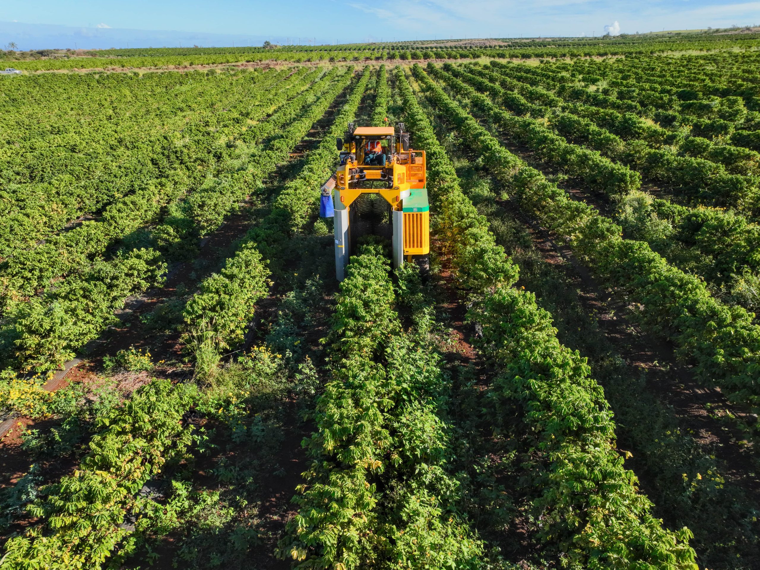 Coffee Harvesting - Oxbo International